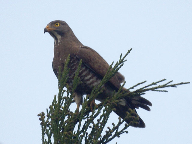 Gray-faced Buzzard (Butastur indicus) :: BirdWeather