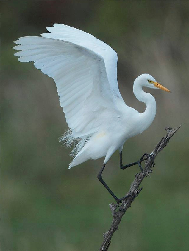 Intermediate Egret (Ardea intermedia) :: BirdWeather