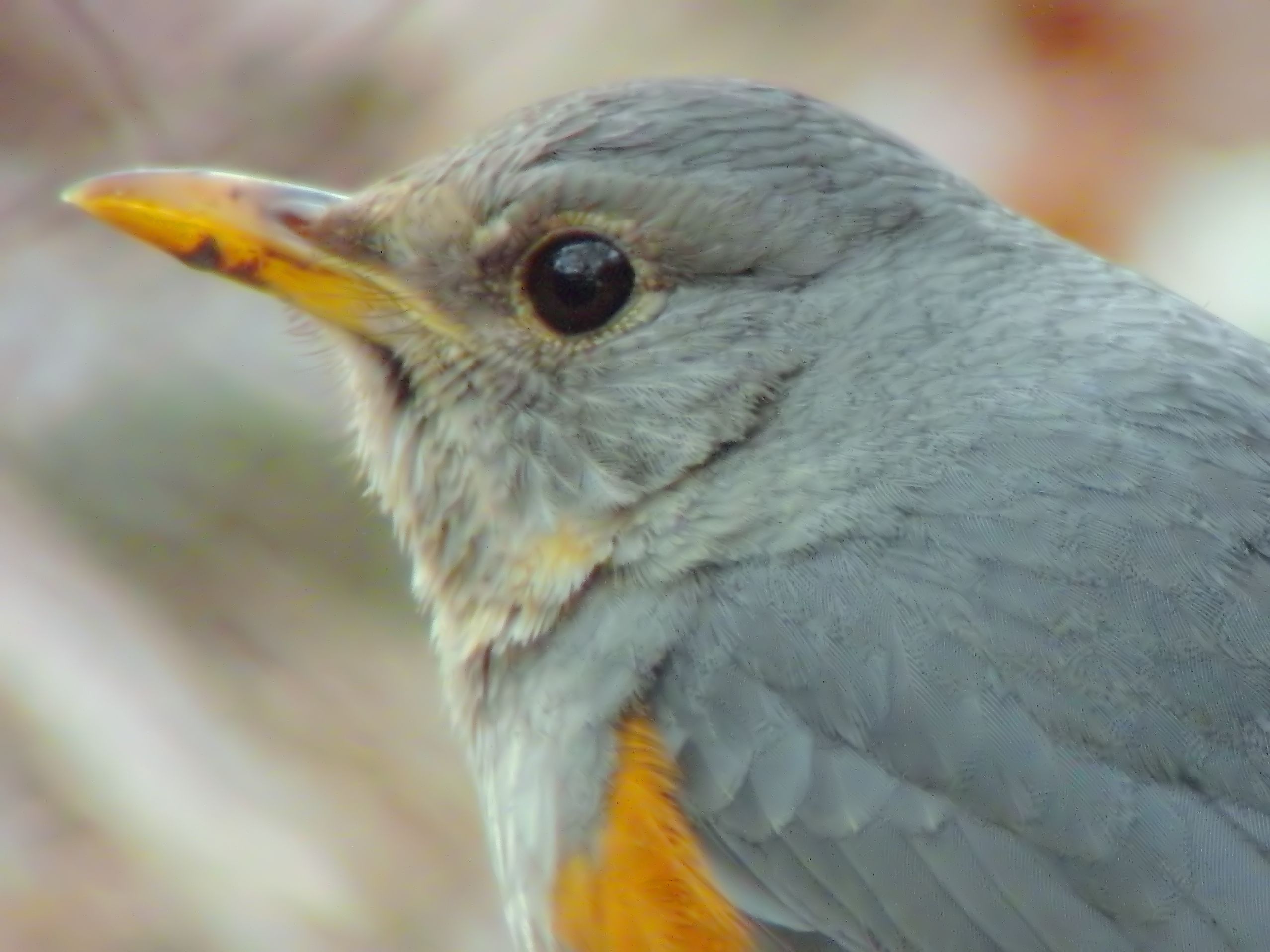 Gray-backed Thrush (Turdus hortulorum) :: BirdWeather