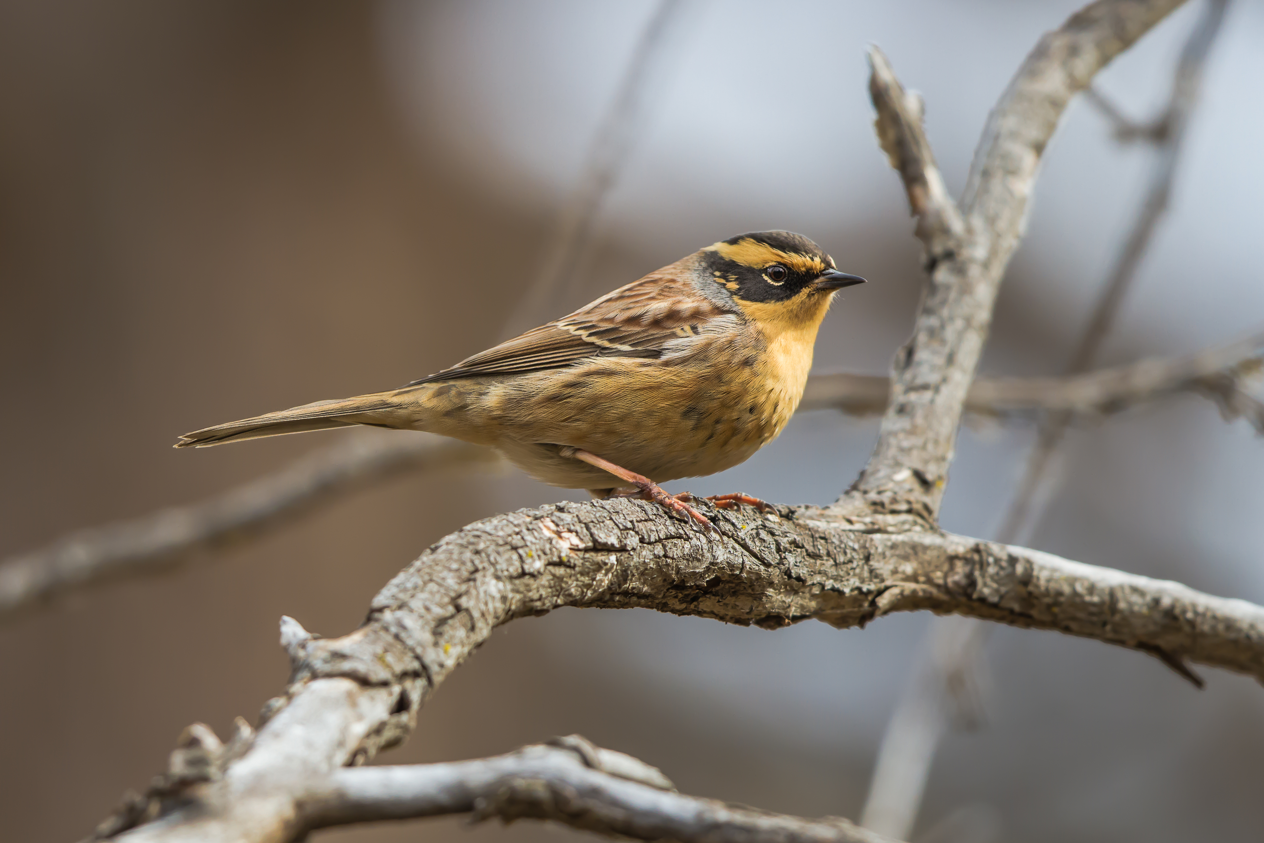 Siberian Accentor (Prunella montanella) :: BirdWeather
