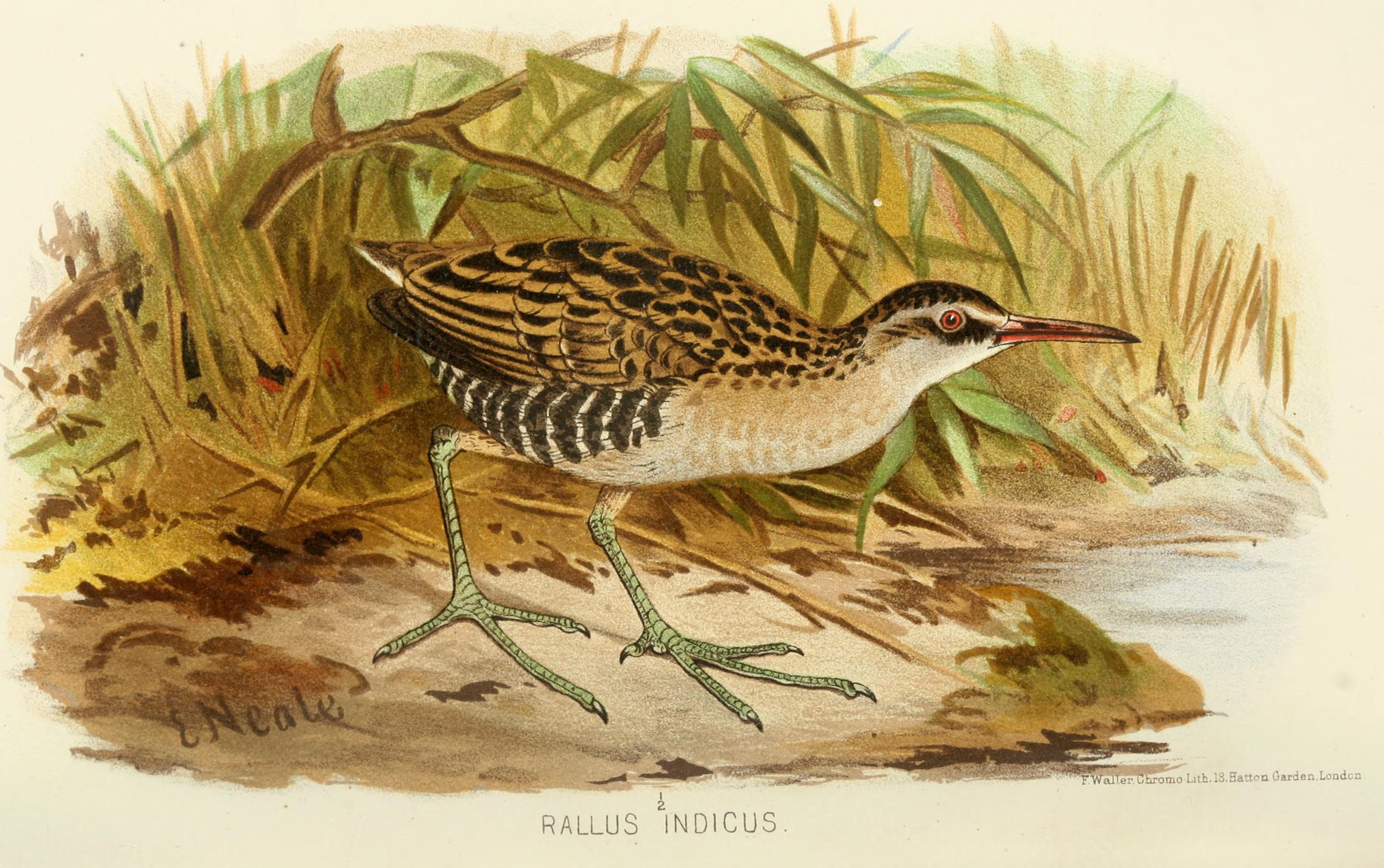 Brown-cheeked Rail (Rallus indicus) :: BirdWeather