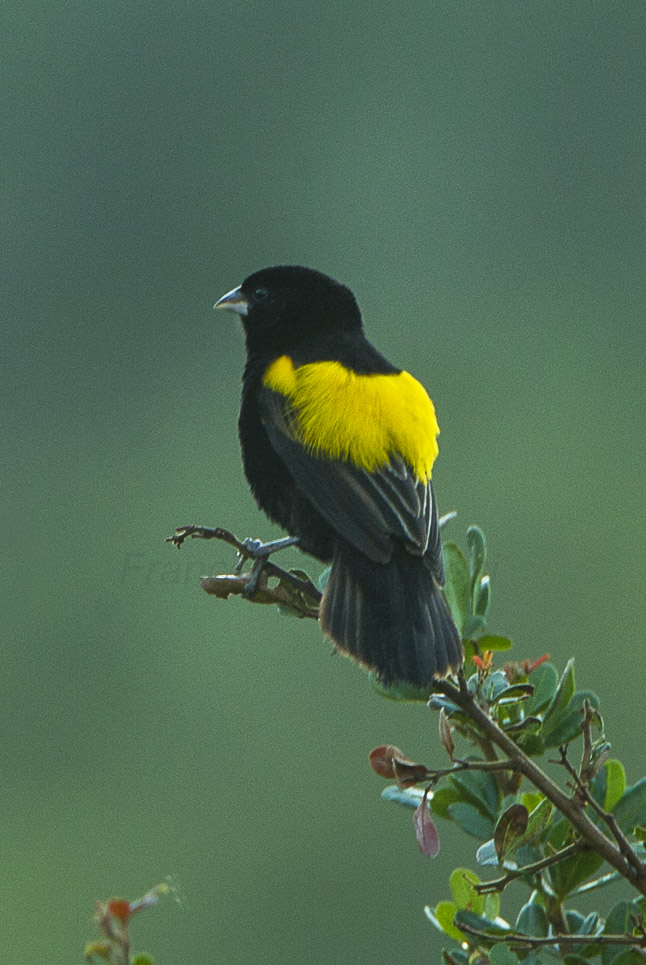 Yellow Bishop (Euplectes capensis) :: BirdWeather