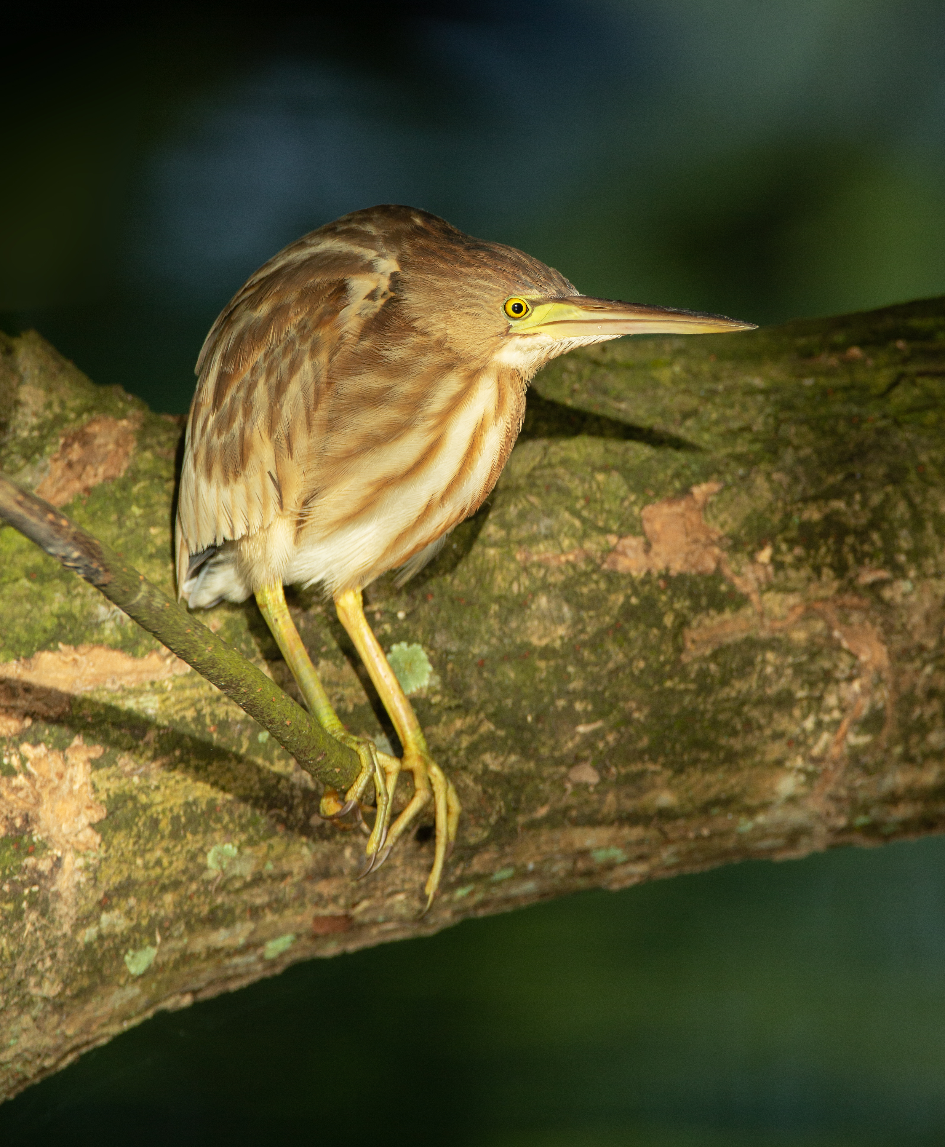 Yellow Bittern (Ixobrychus sinensis) :: BirdWeather