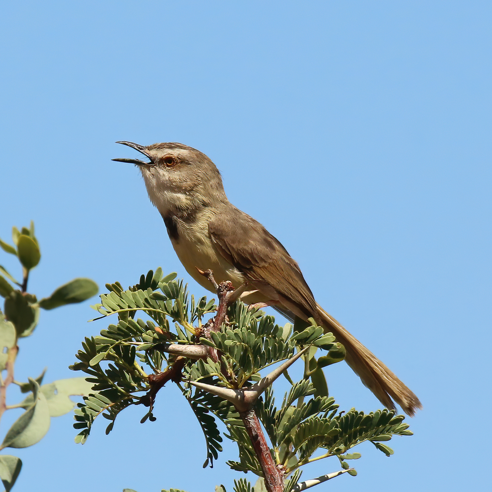 Black-chested Prinia (Prinia flavicans) :: BirdWeather