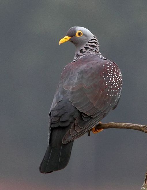 Rameron Pigeon (Columba arquatrix) :: BirdWeather