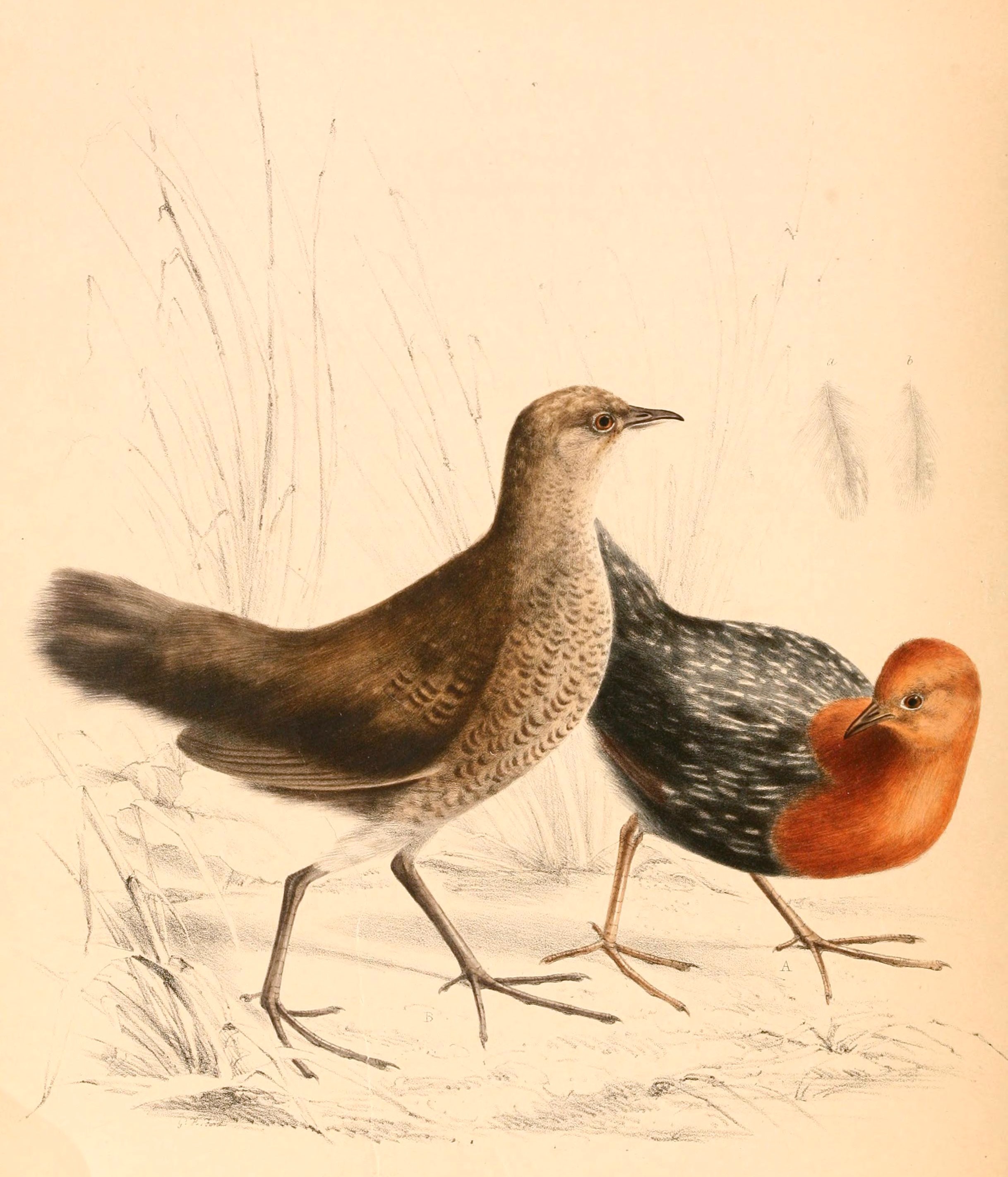 Red-chested Flufftail (Sarothrura rufa) :: BirdWeather