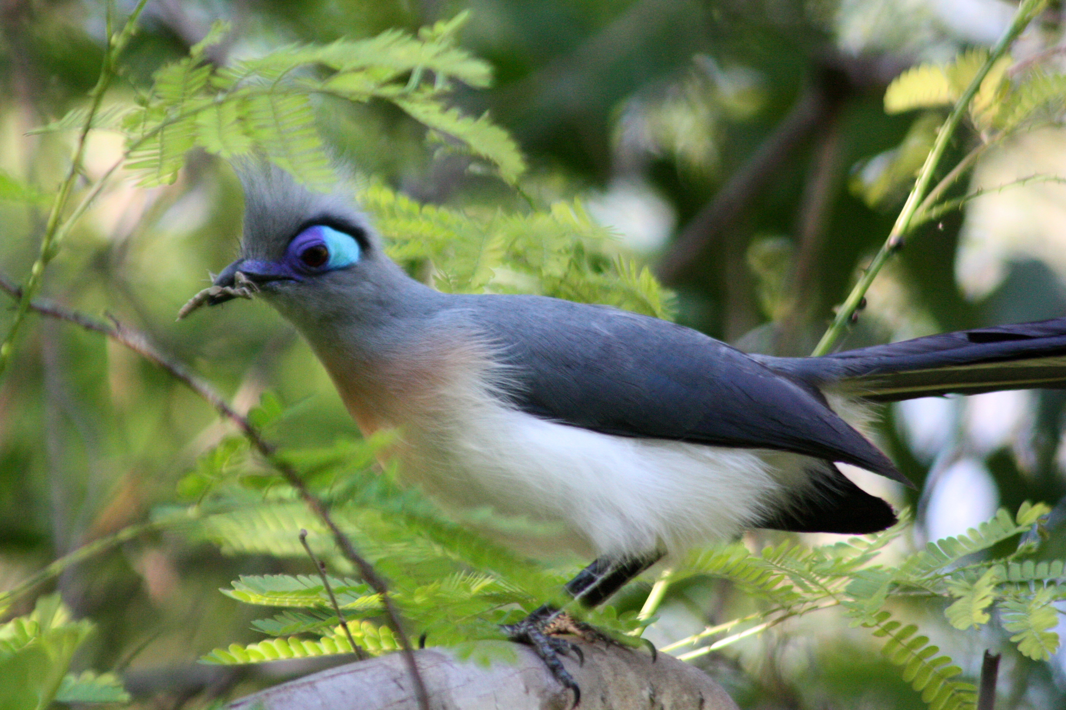 Crested Coua (Coua cristata) :: BirdWeather