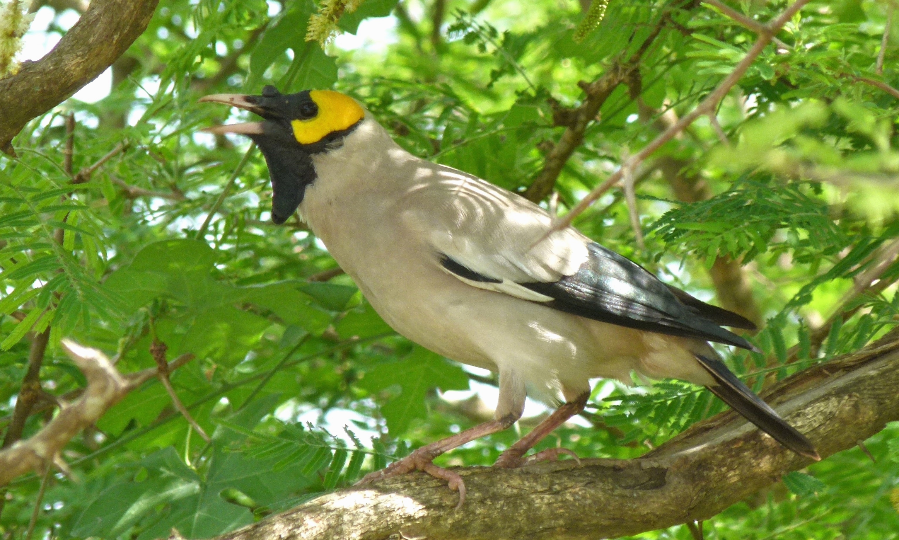 Wattled Starling (Creatophora cinerea) :: BirdWeather
