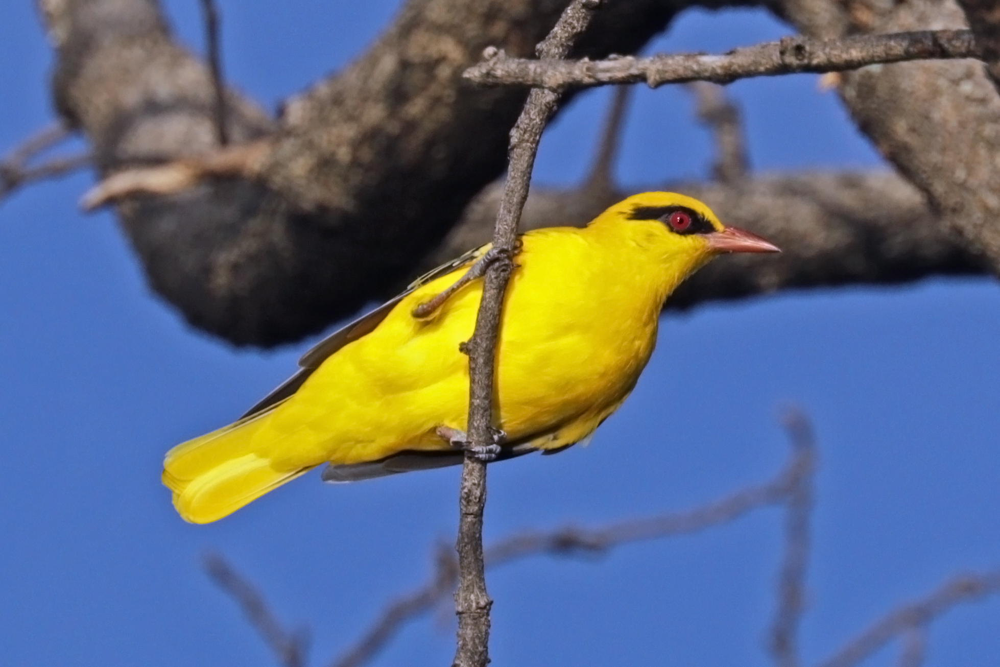 African Golden Oriole (Oriolus auratus) :: BirdWeather