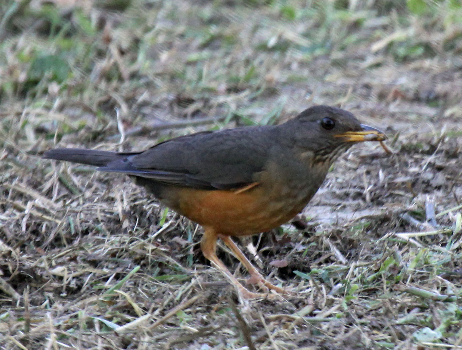 Olive Thrush (Turdus olivaceus) :: BirdWeather