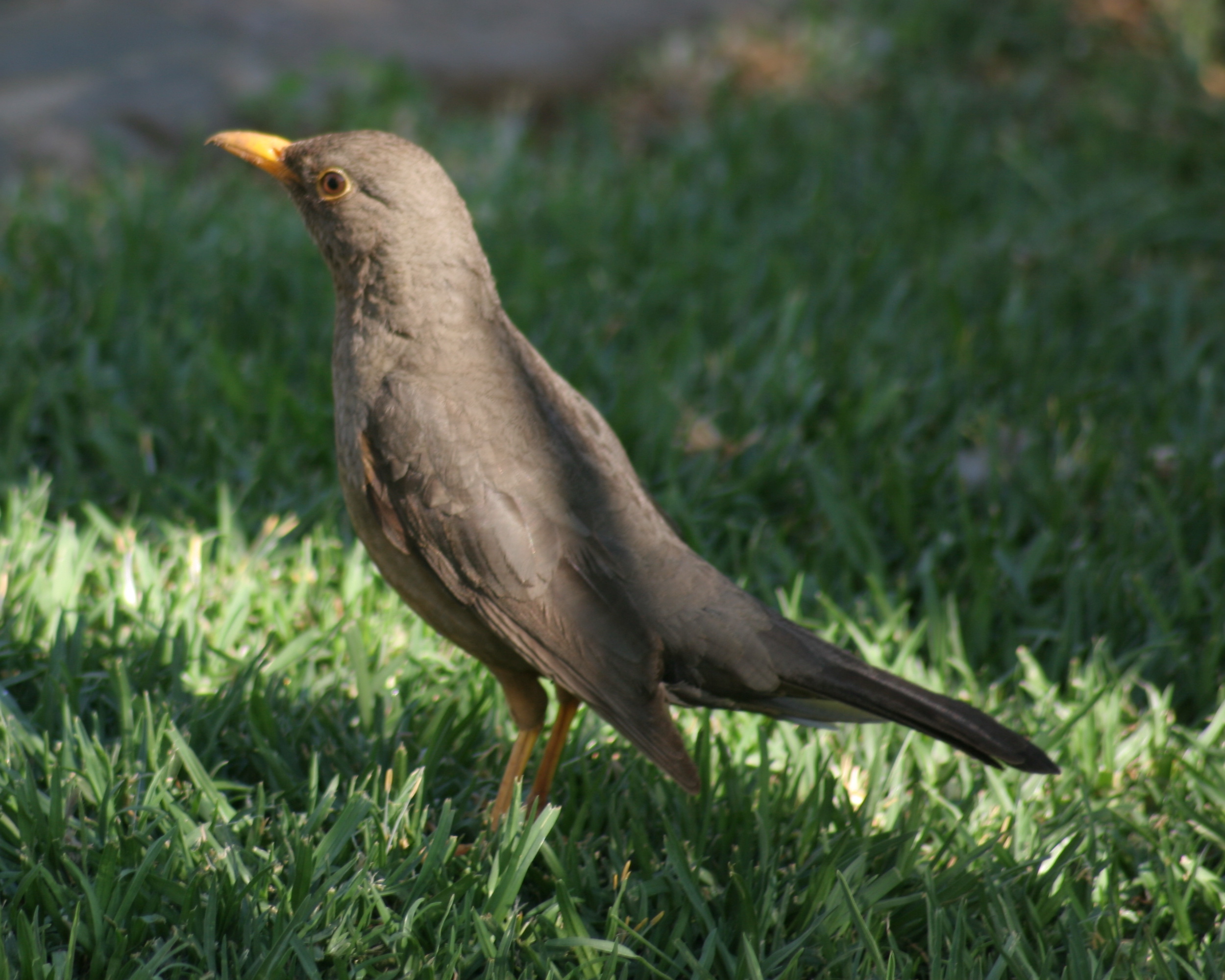 Karoo Thrush (Turdus smithi) :: BirdWeather