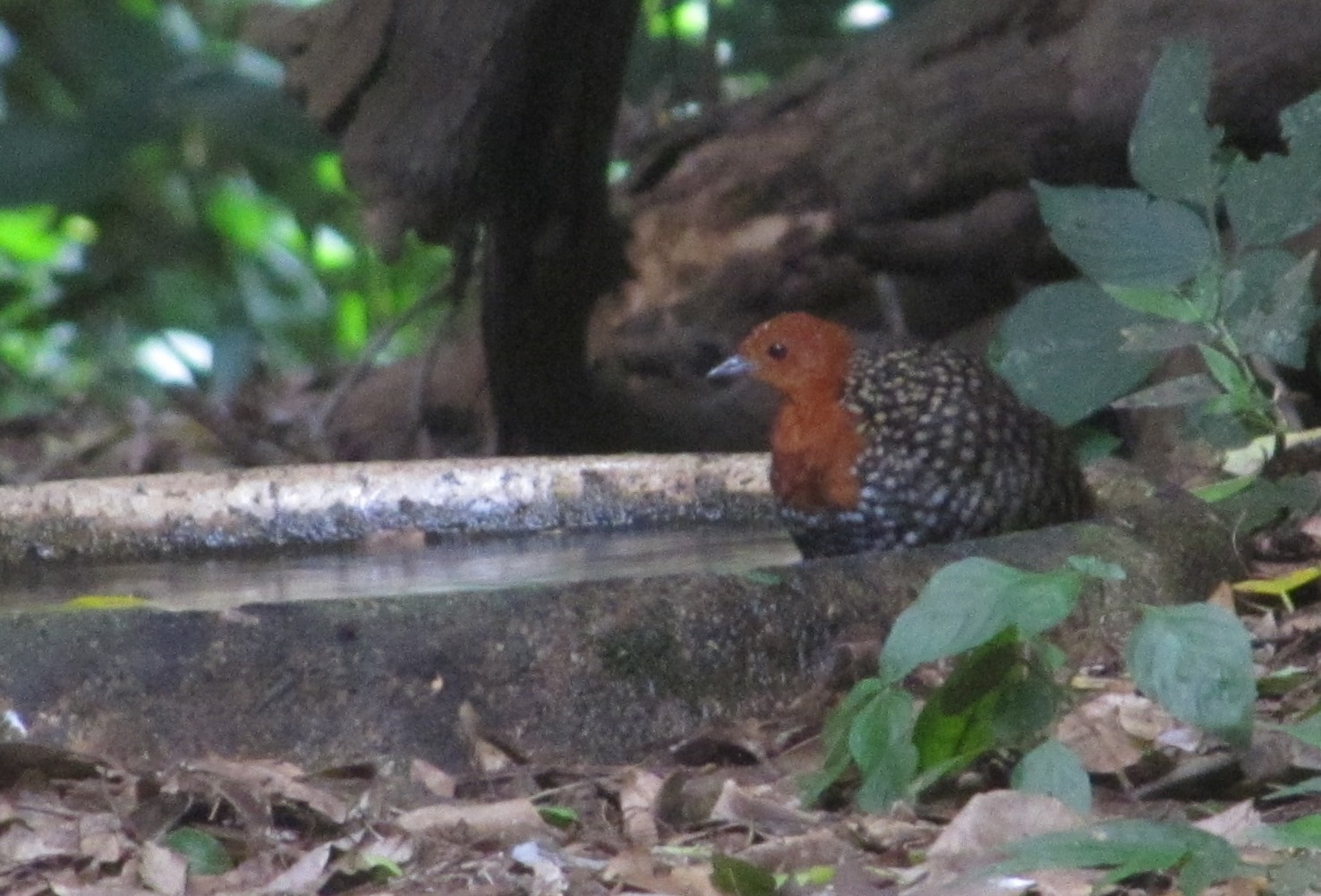 Buff-spotted Flufftail (Sarothrura elegans) :: BirdWeather