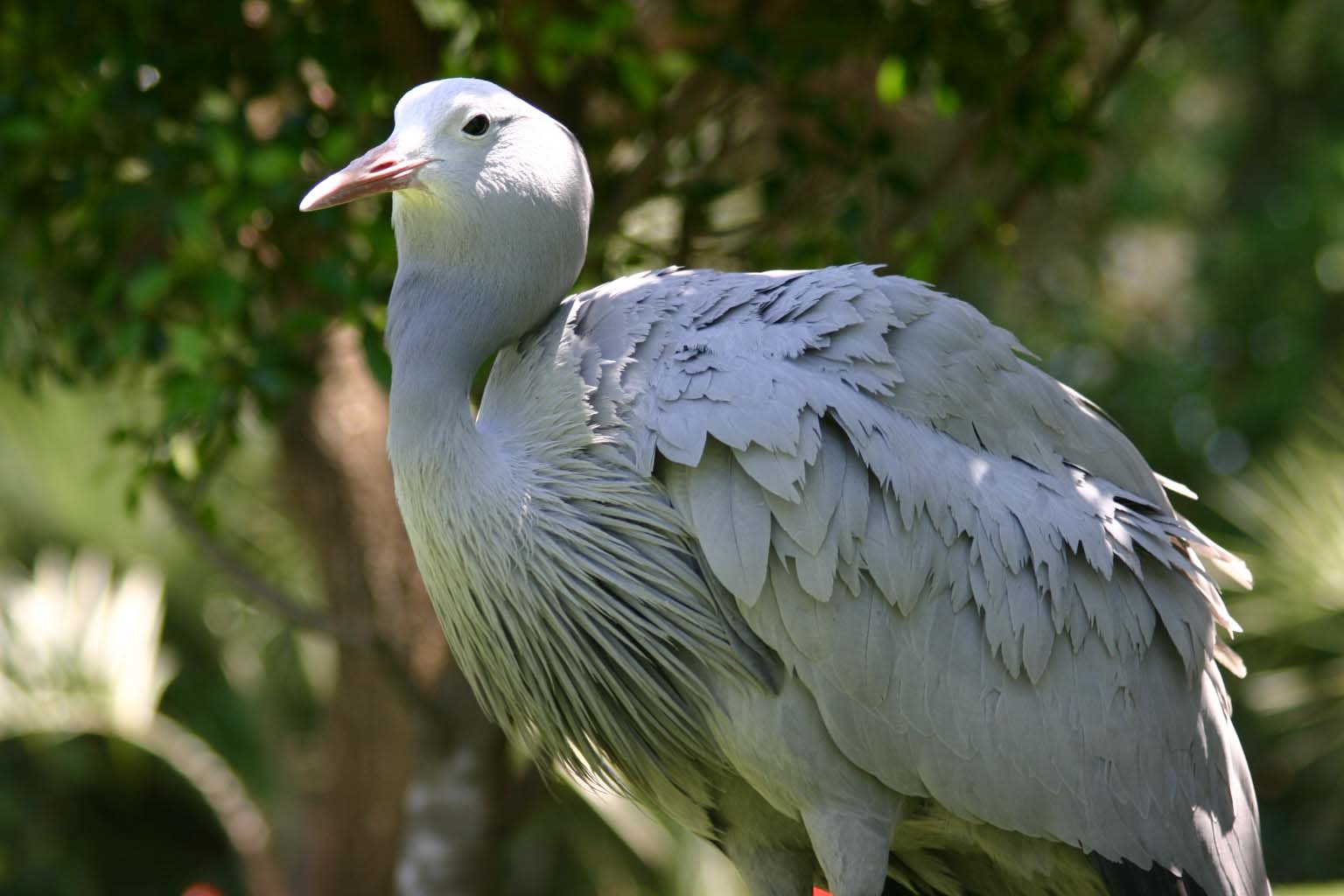 Blue Crane (Anthropoides paradiseus) :: BirdWeather