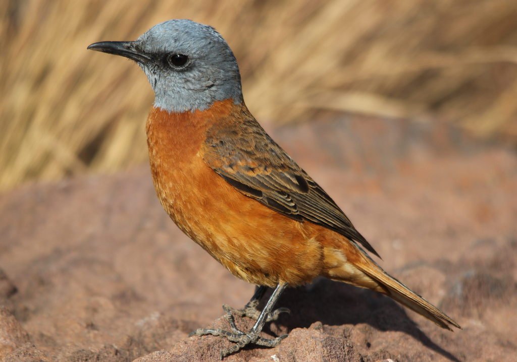 Cape Rock-Thrush (Monticola rupestris) :: BirdWeather
