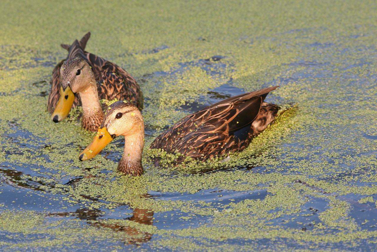 Mottled Duck (Anas fulvigula) :: BirdWeather