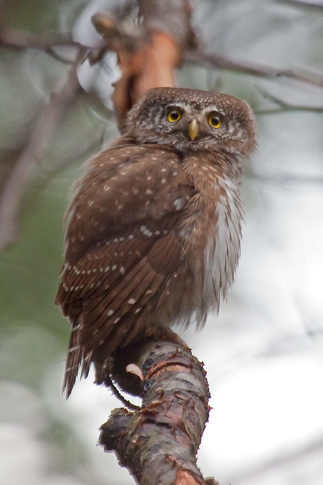 Eurasian Pygmy-Owl (Glaucidium passerinum) :: BirdWeather