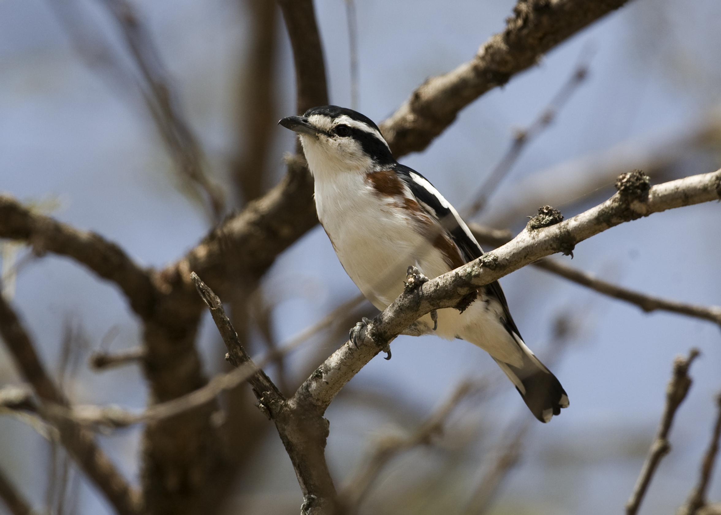 Brubru (Nilaus afer) :: BirdWeather