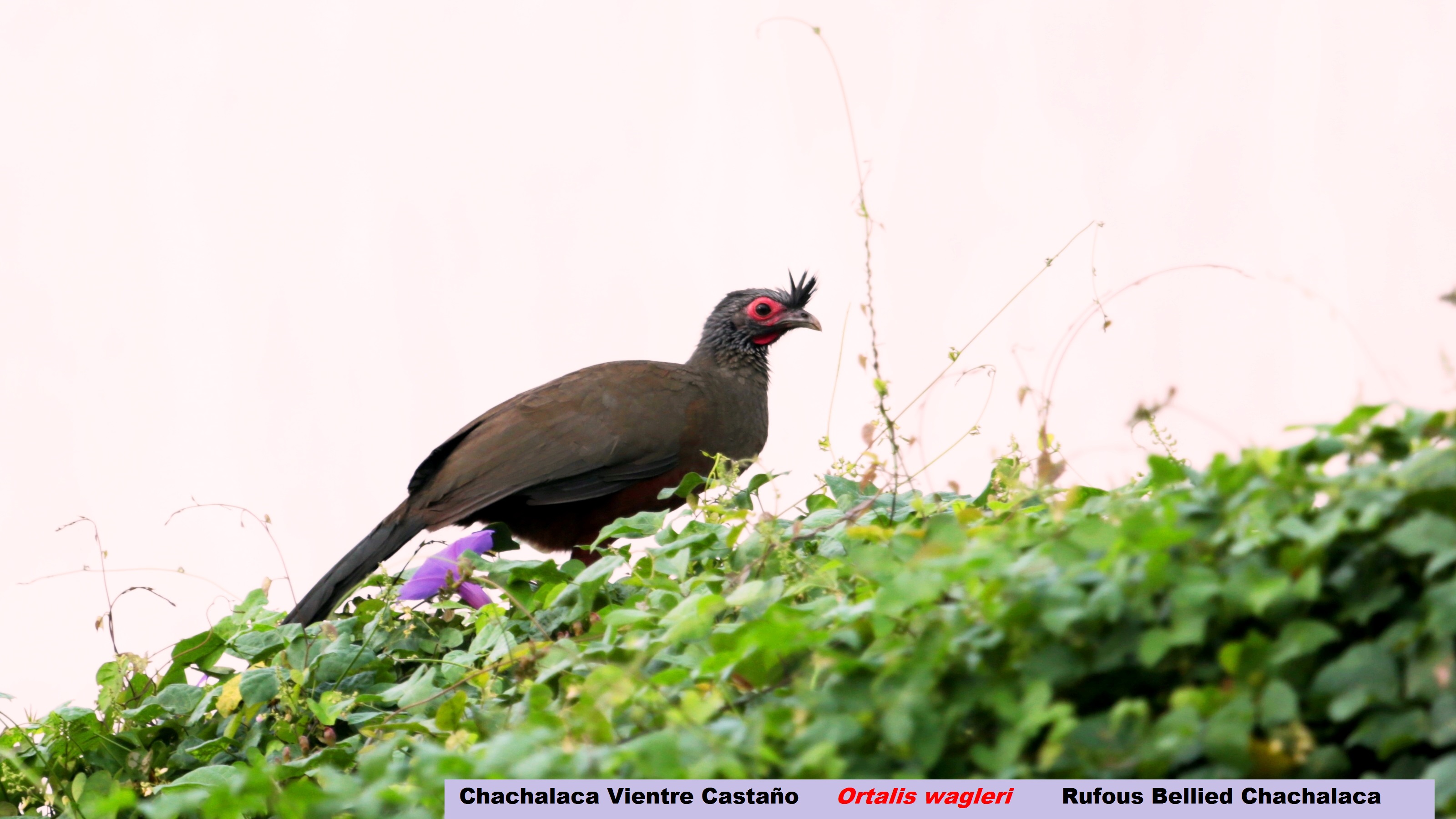 Rufous-bellied Chachalaca (Ortalis wagleri) :: BirdWeather