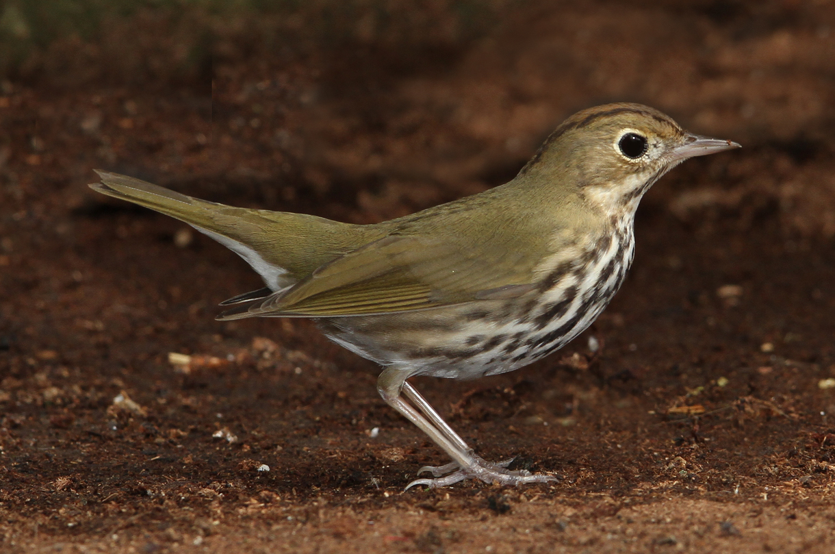 Ovenbird (Seiurus aurocapilla) :: BirdWeather