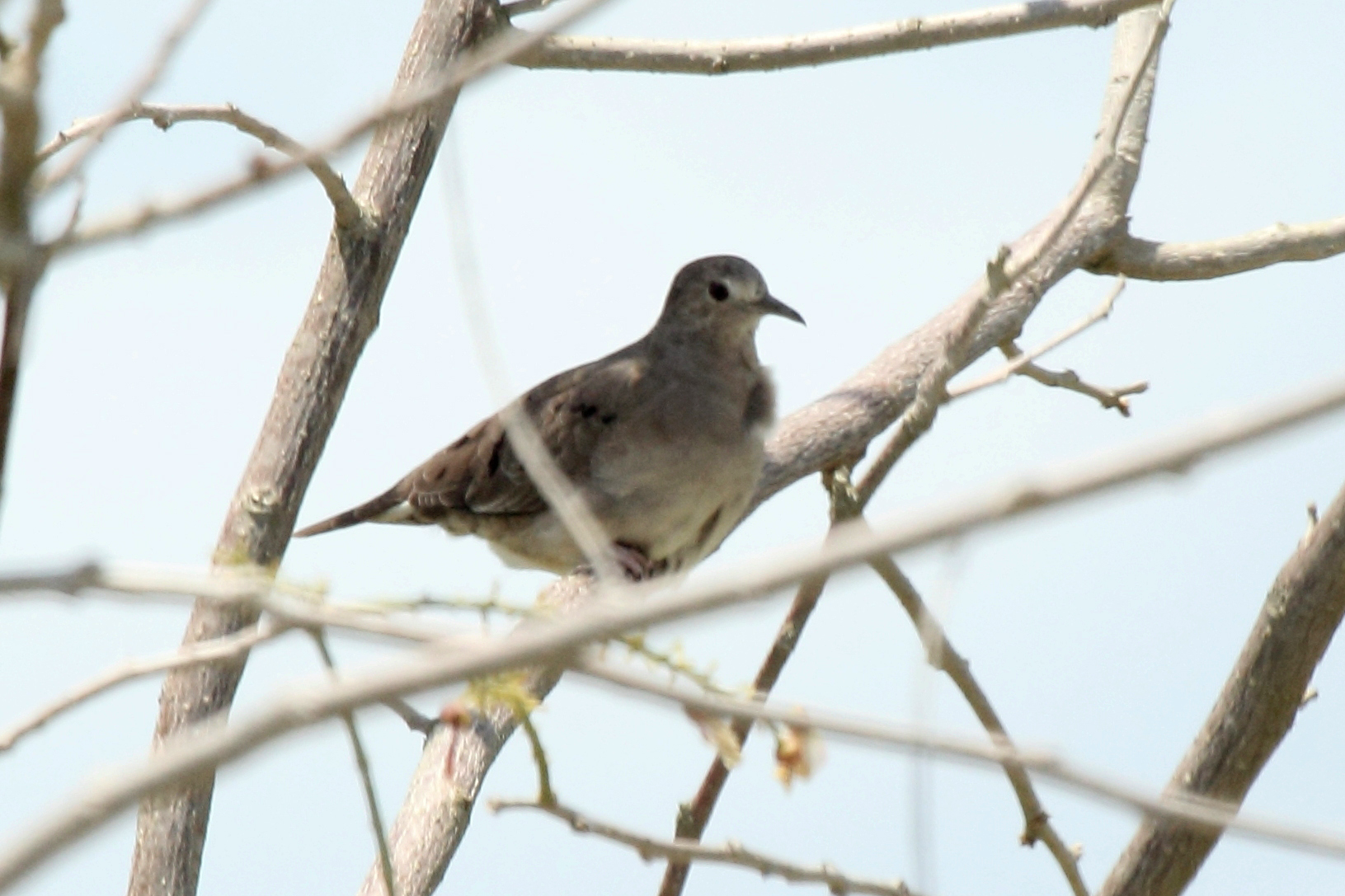 Plain-breasted Ground Dove (Columbina minuta) :: BirdWeather