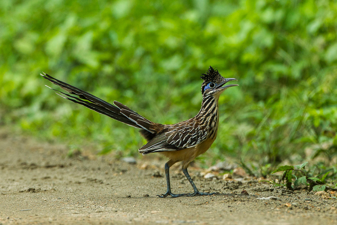 Lesser Roadrunner (Geococcyx velox) :: BirdWeather