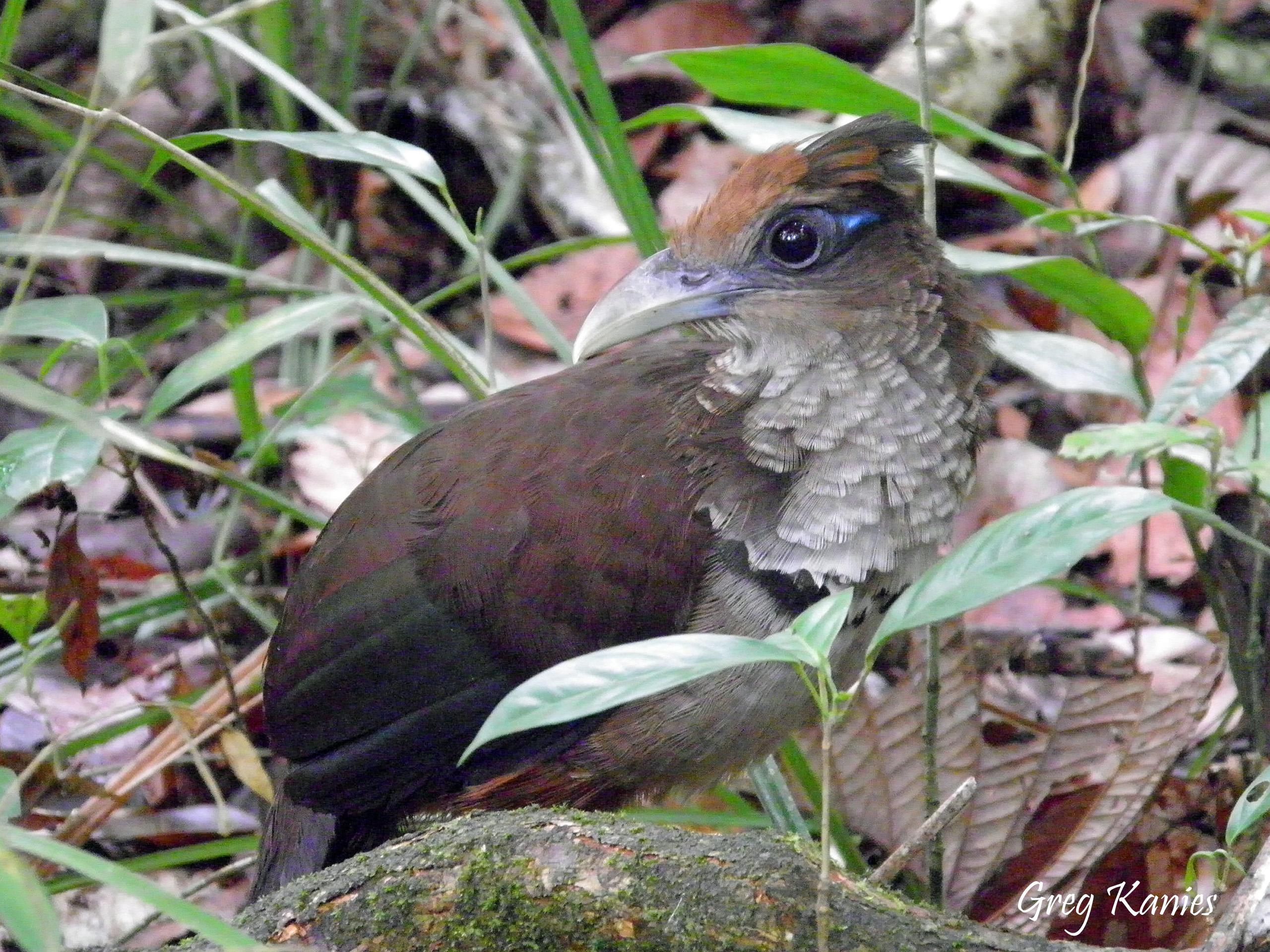 Rufous-vented Ground-Cuckoo (Neomorphus geoffroyi) :: BirdWeather