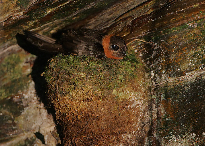 Chestnut-collared Swift (Streptoprocne rutila) :: BirdWeather