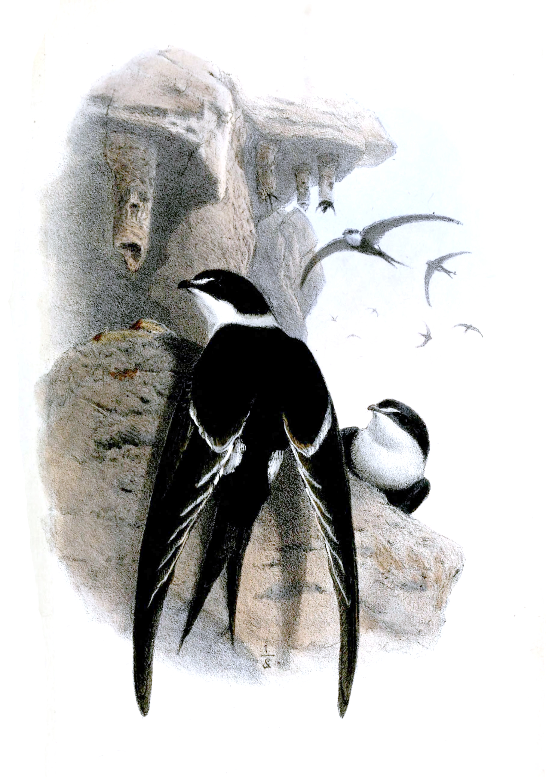 Great Swallow-tailed Swift (Panyptila sanctihieronymi) :: BirdWeather