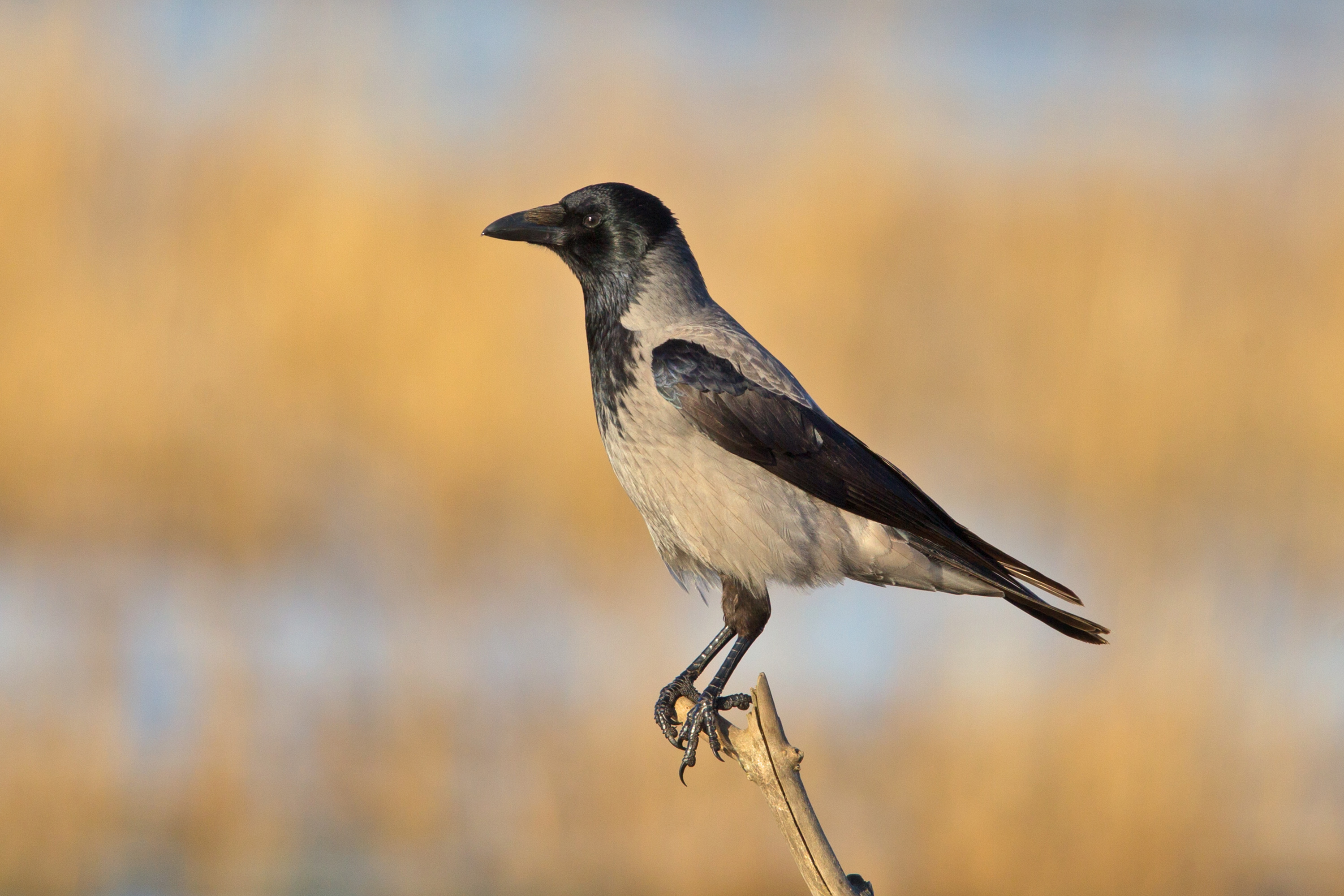 Hooded Crow (Corvus cornix) :: BirdWeather