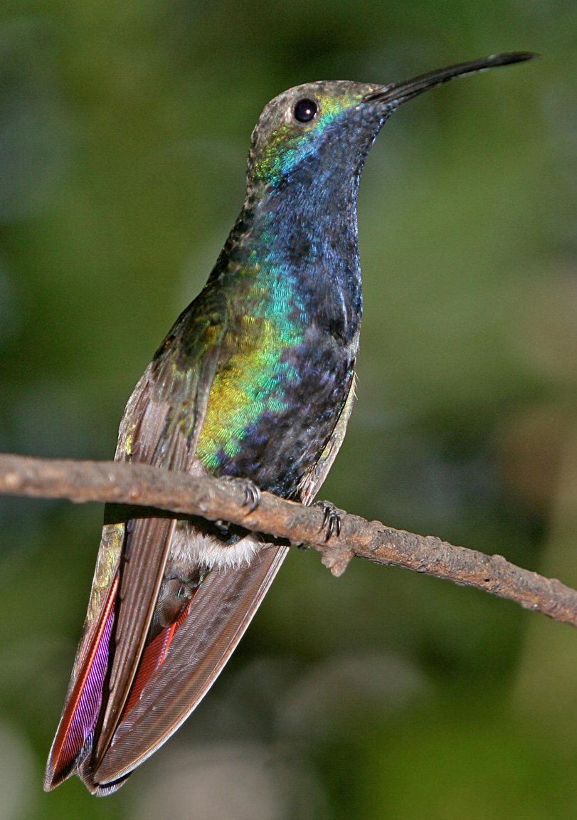 Black-throated Mango (Anthracothorax nigricollis) :: BirdWeather