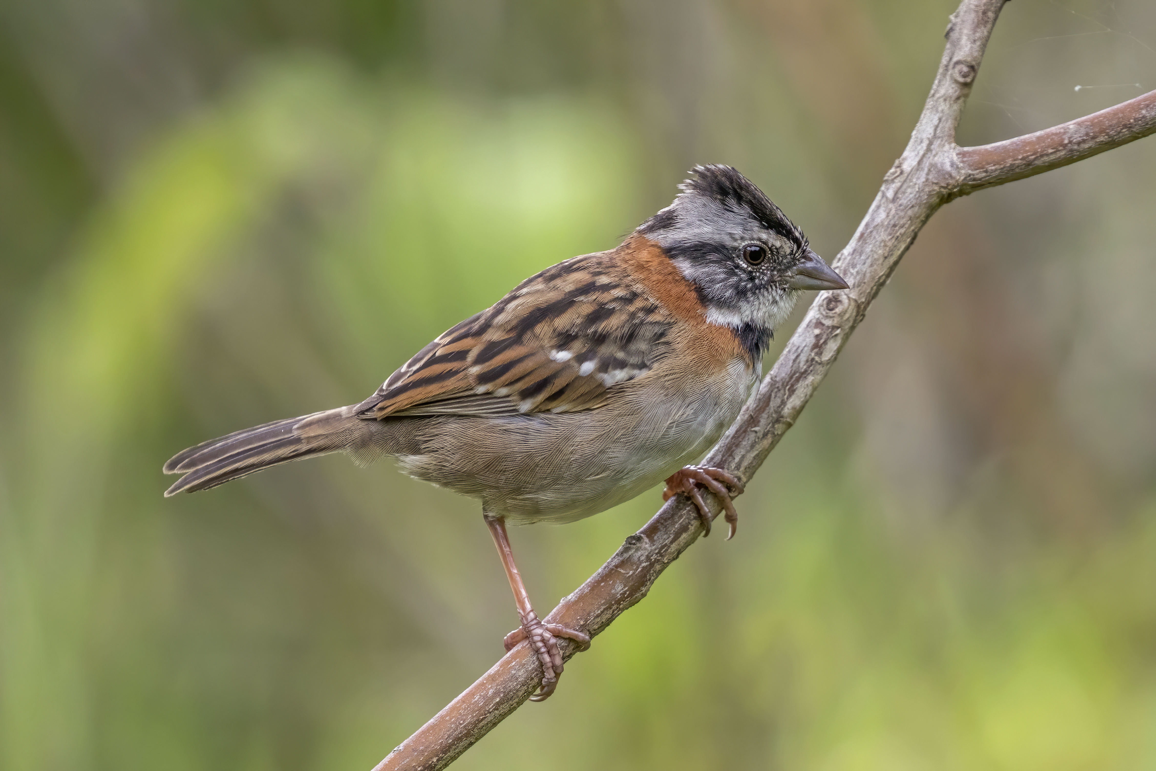 Rufous-collared Sparrow (Zonotrichia capensis) :: BirdWeather