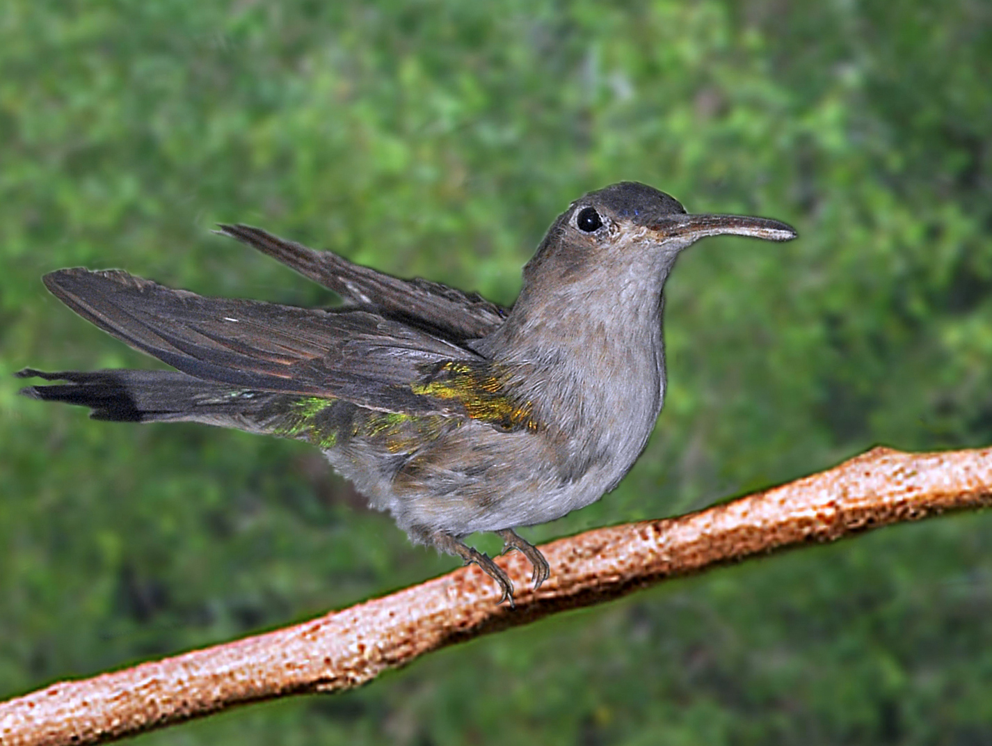 Wedge-tailed Sabrewing (Pampa curvipennis) :: BirdWeather