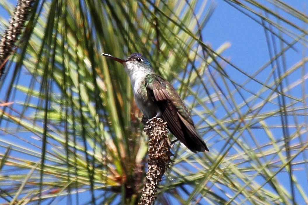 Azure-crowned Hummingbird (Saucerottia cyanocephala) :: BirdWeather