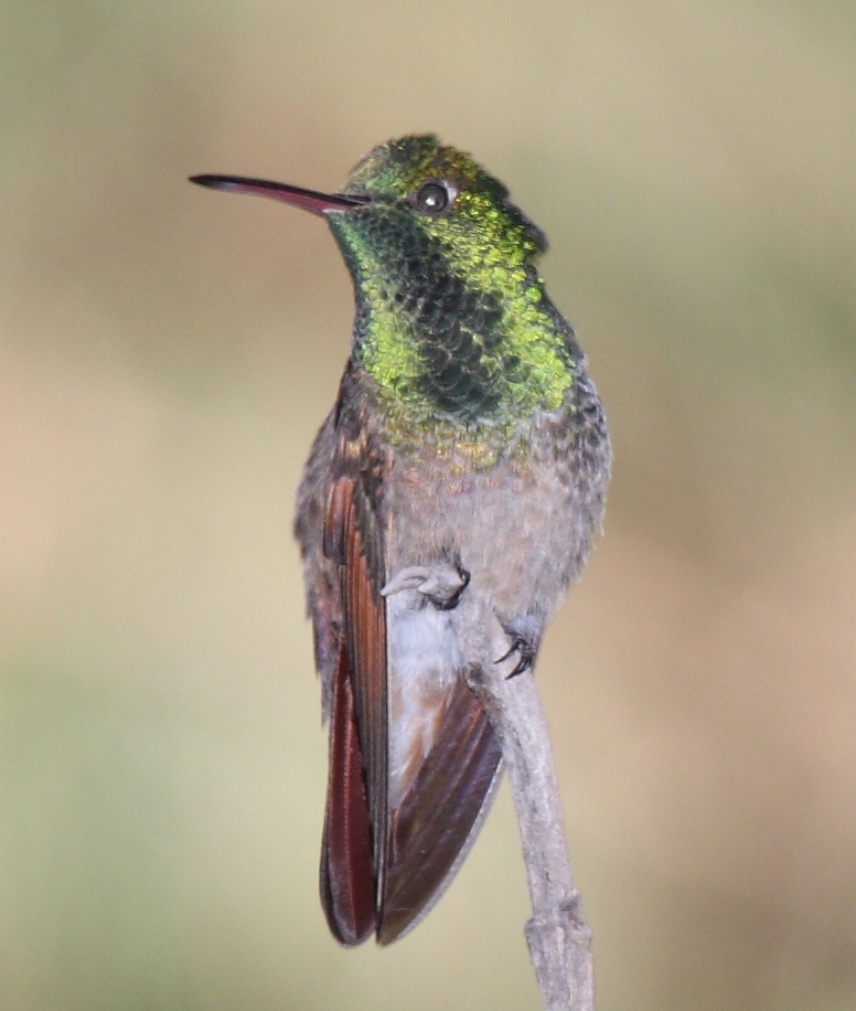Berylline Hummingbird (Saucerottia beryllina) :: BirdWeather