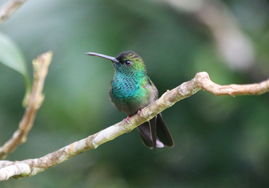 Blue-chested Hummingbird (Polyerata amabilis) :: BirdWeather