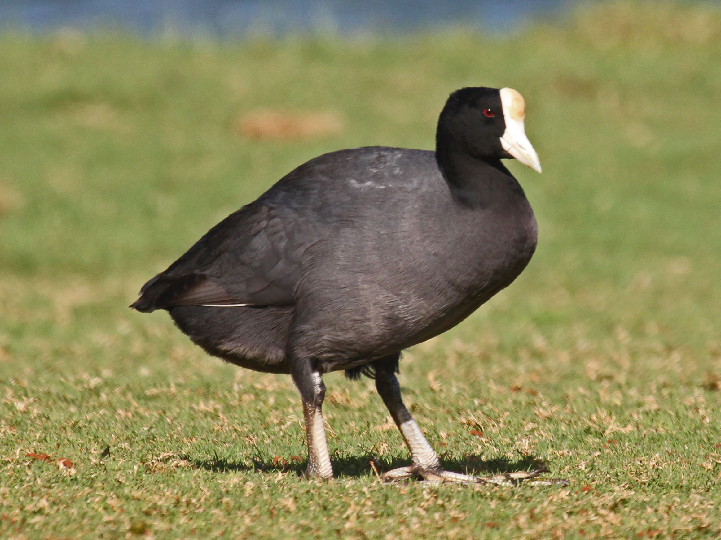 Hawaiian Coot (Fulica alai) :: BirdWeather