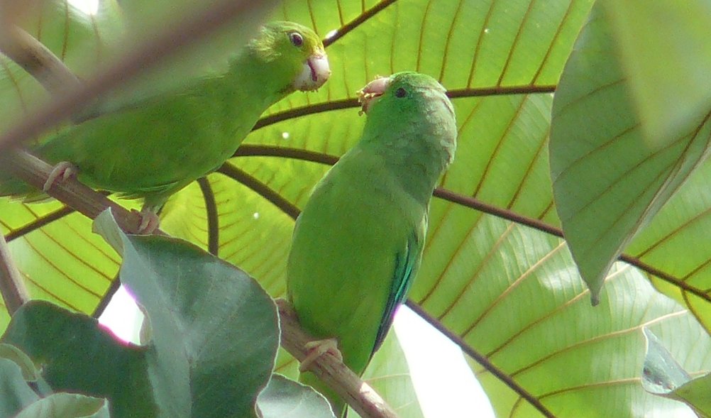 Green-rumped Parrotlet (Forpus passerinus) :: BirdWeather