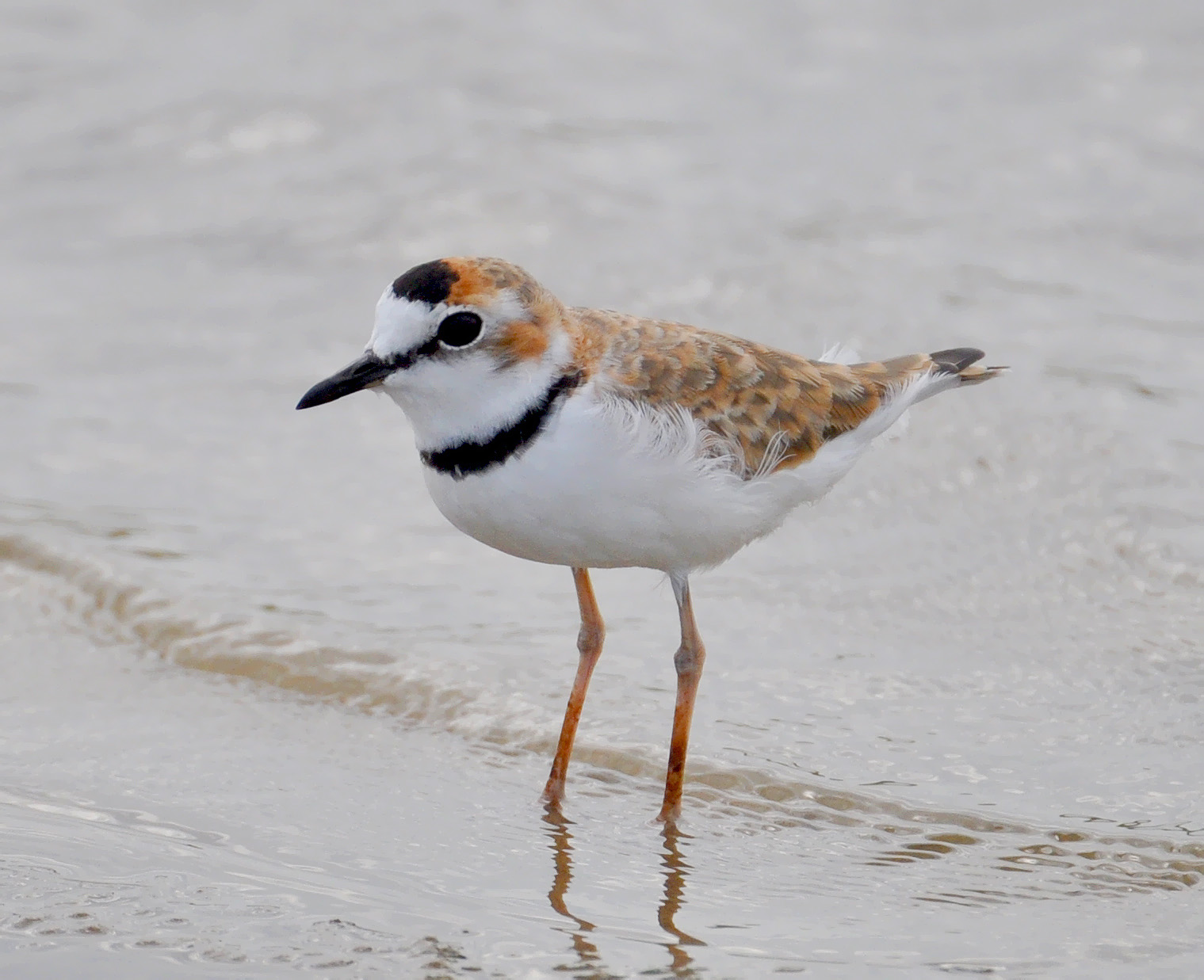 Collared Plover (Charadrius collaris) :: BirdWeather