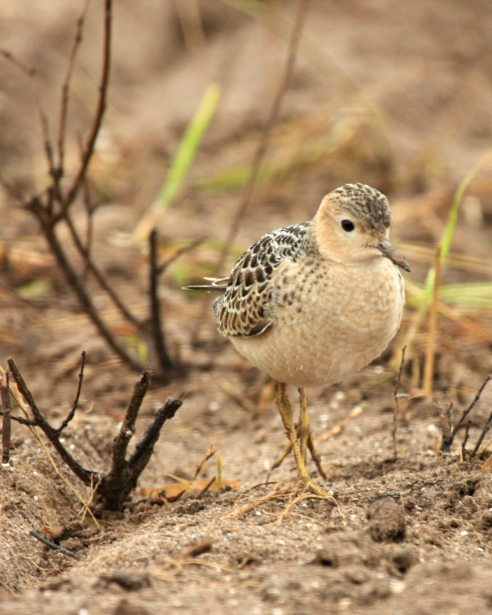 Buff-breasted Sandpiper (Calidris subruficollis) :: BirdWeather