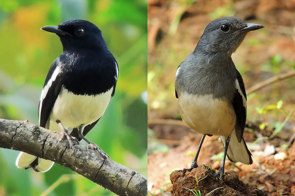 Oriental Magpie-Robin (Copsychus saularis) :: BirdWeather