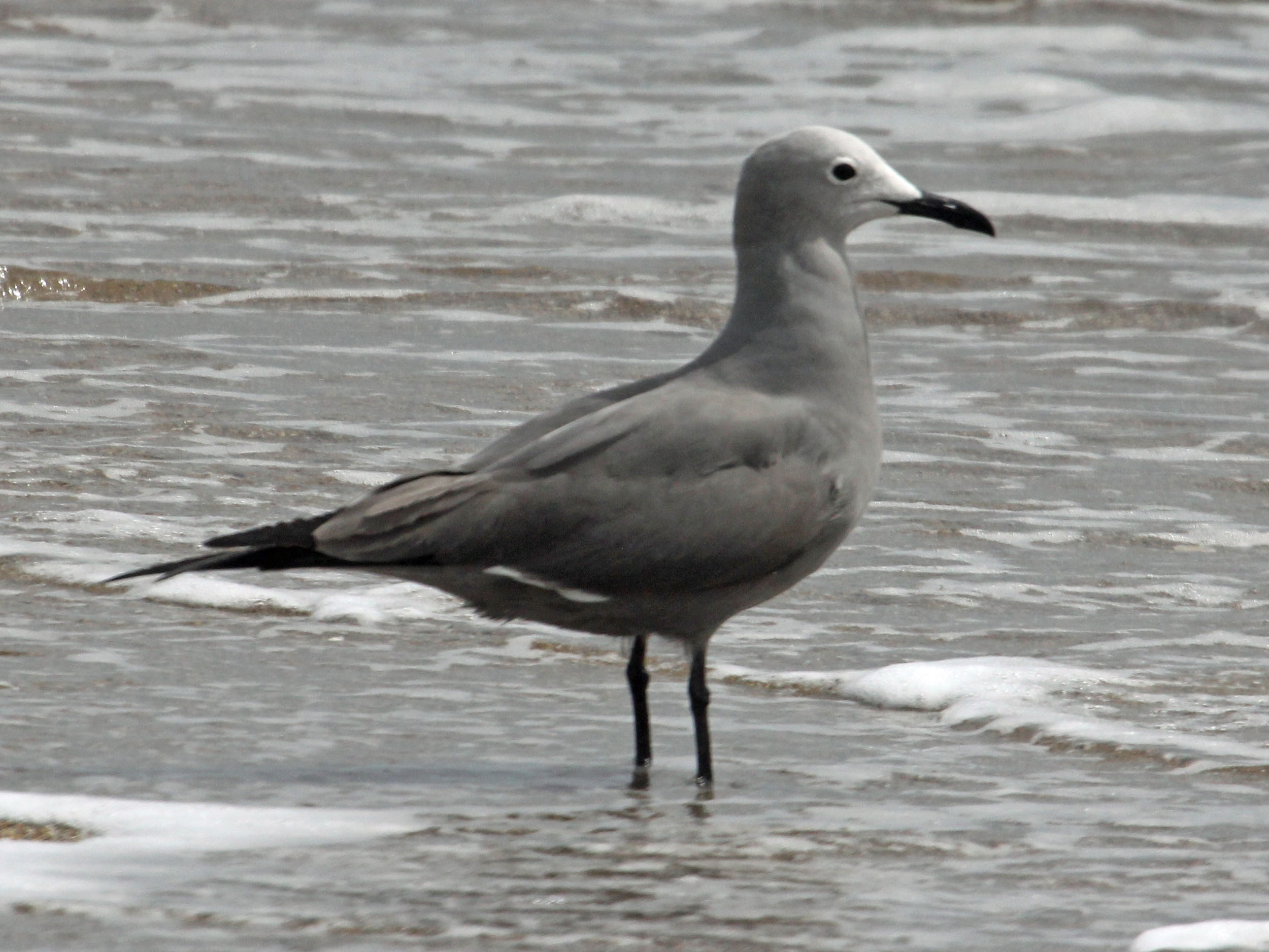 Gray Gull (Leucophaeus modestus) :: BirdWeather