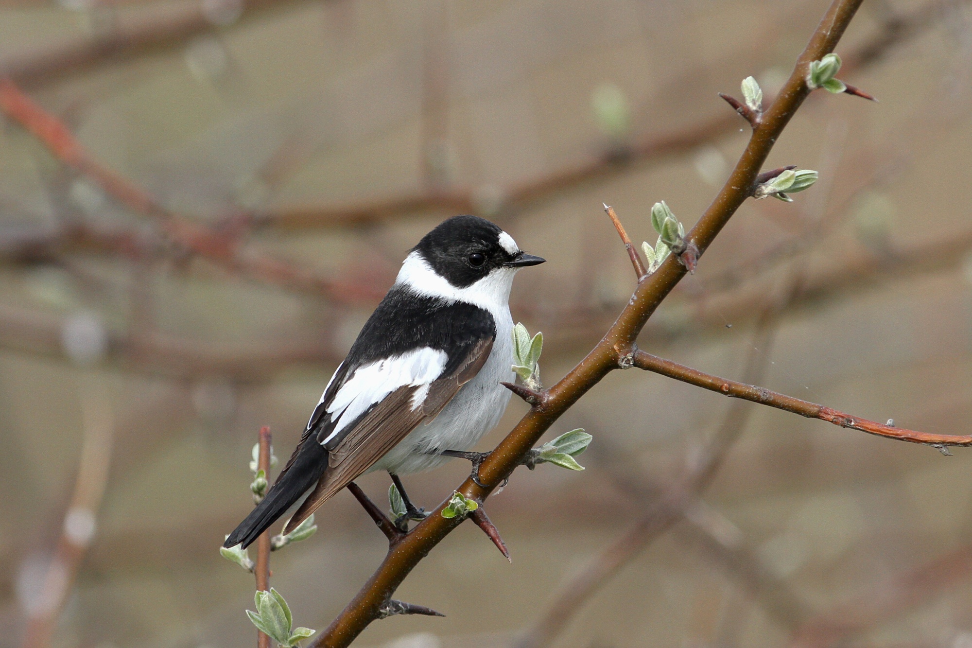 Collared Flycatcher (Ficedula albicollis) :: BirdWeather