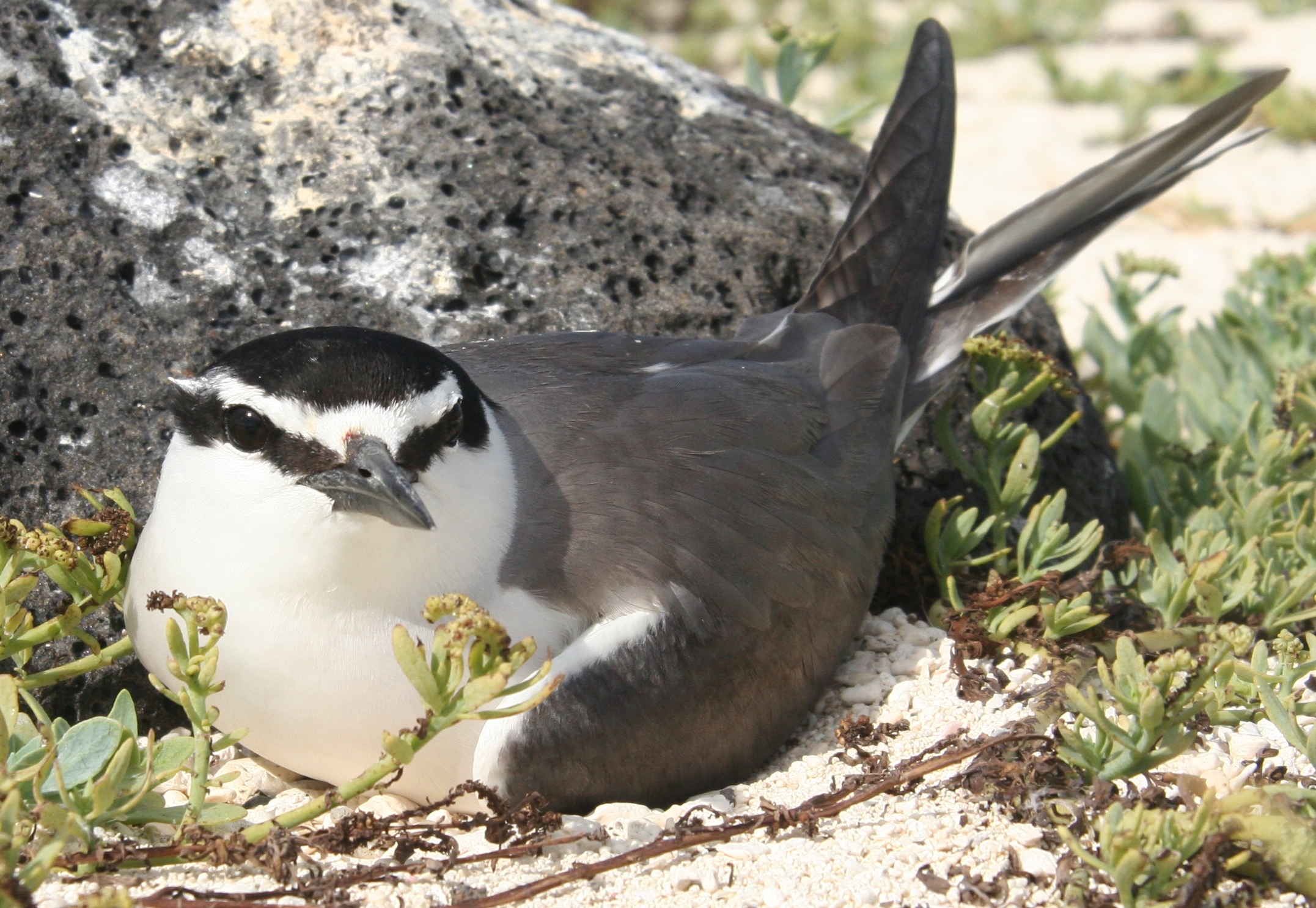 Gray-backed Tern (Onychoprion lunatus) :: BirdWeather