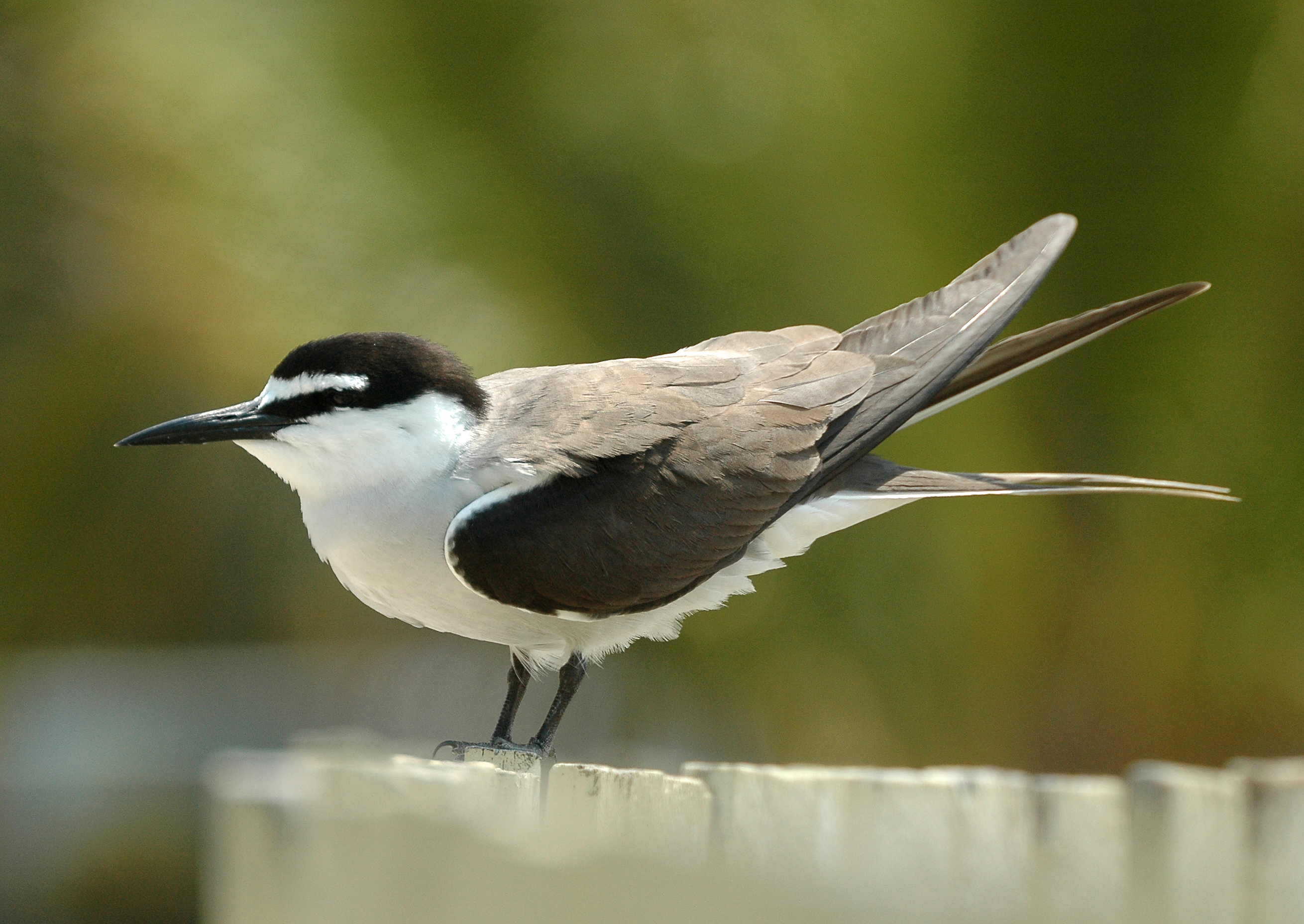 Bridled Tern (Onychoprion anaethetus) :: BirdWeather