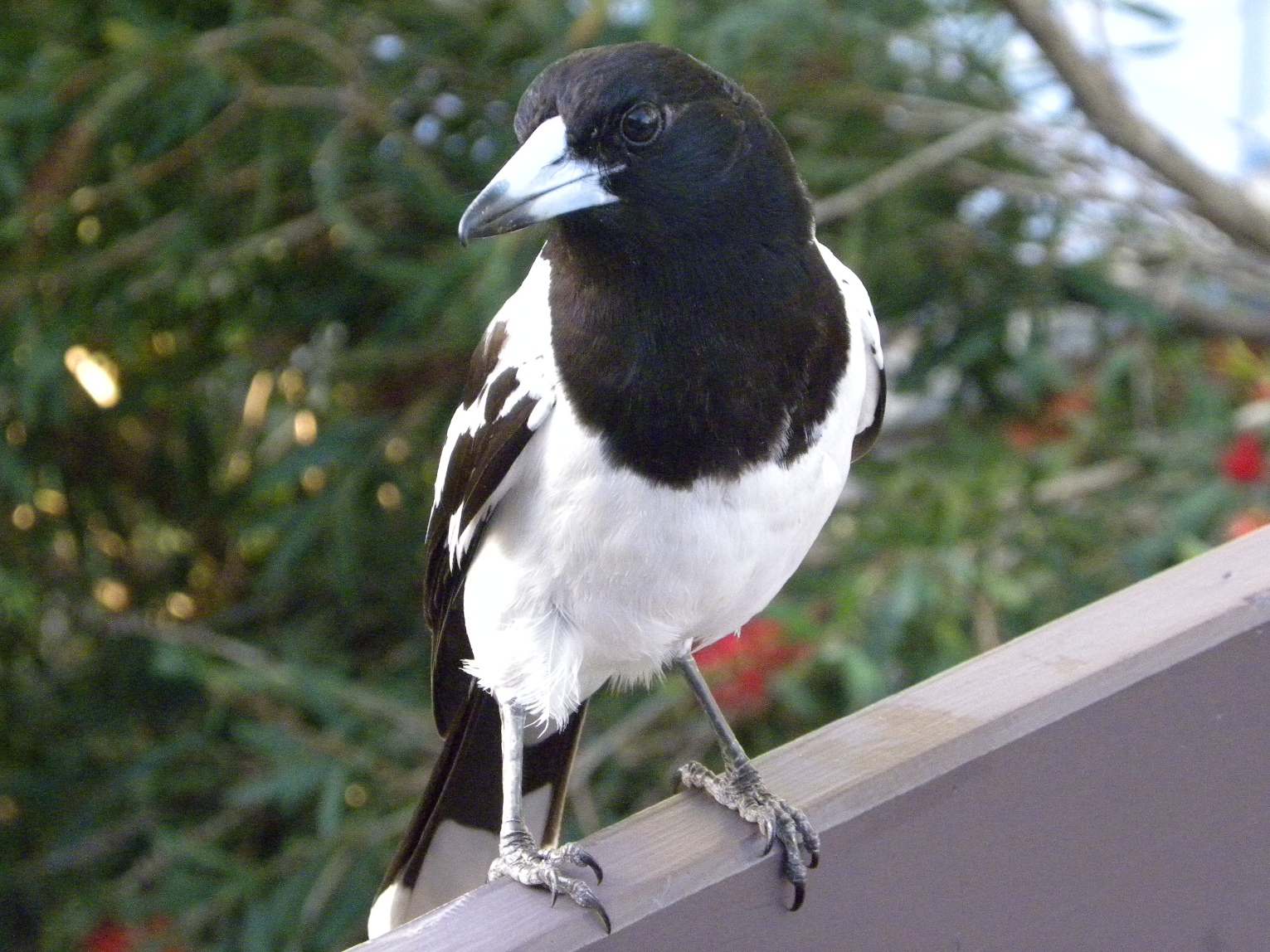 Pied Butcherbird (Cracticus nigrogularis) :: BirdWeather