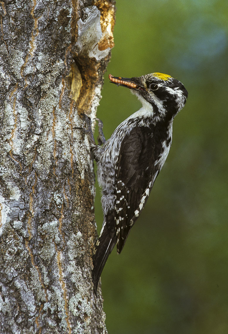 Eurasian Three-toed Woodpecker (Picoides tridactylus) :: BirdWeather
