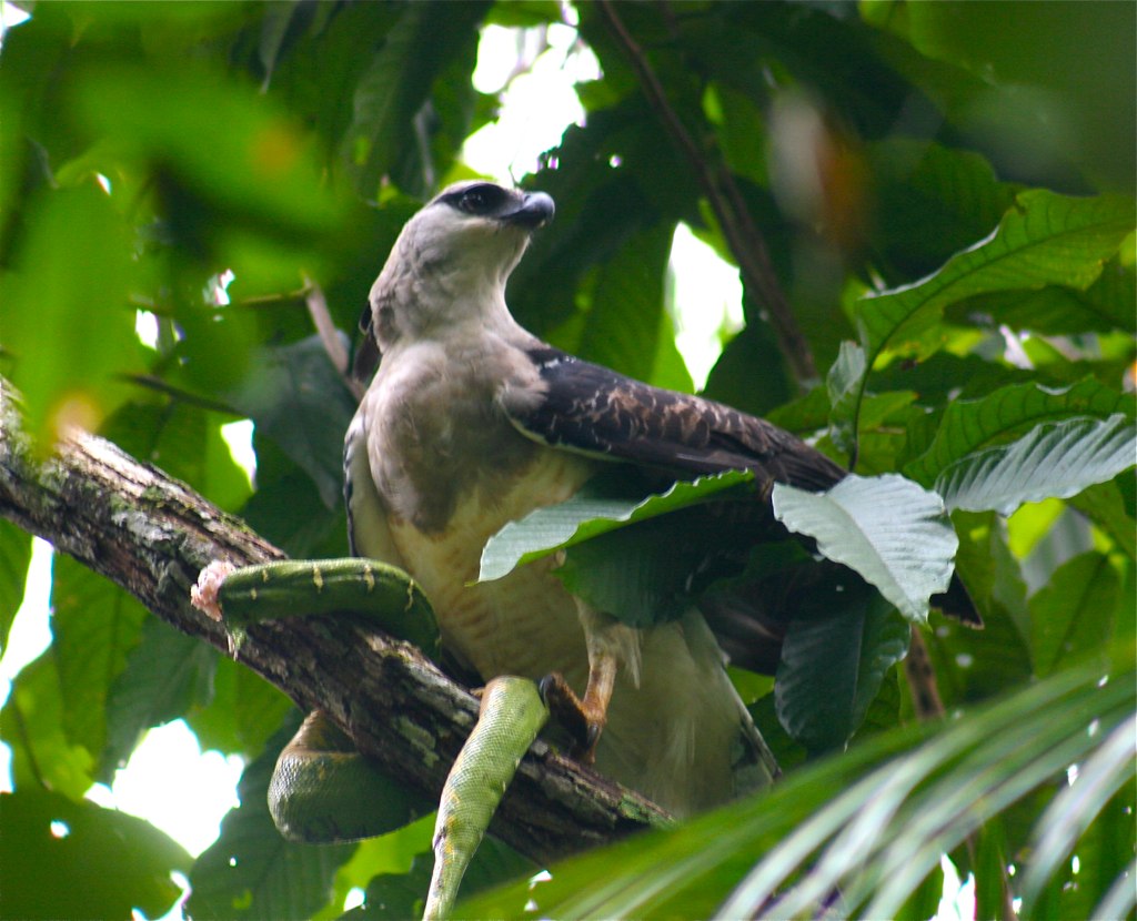 Crested Eagle (Morphnus guianensis) :: BirdWeather