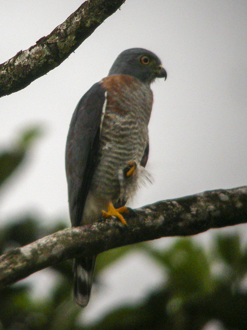 Double-toothed Kite (Harpagus bidentatus) :: BirdWeather