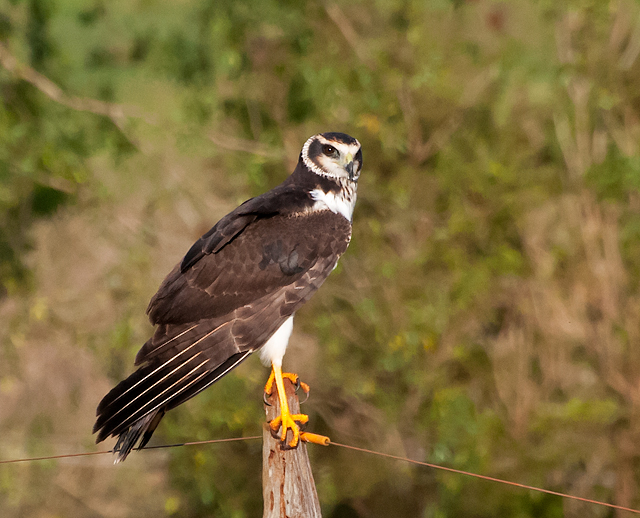 Long-winged Harrier (Circus buffoni) :: BirdWeather