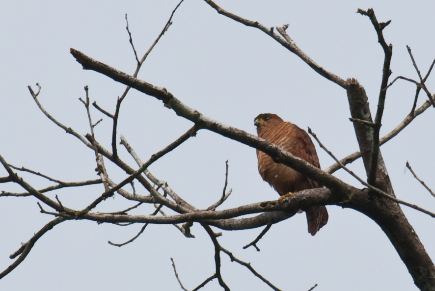 Tiny Hawk (Accipiter superciliosus) :: BirdWeather